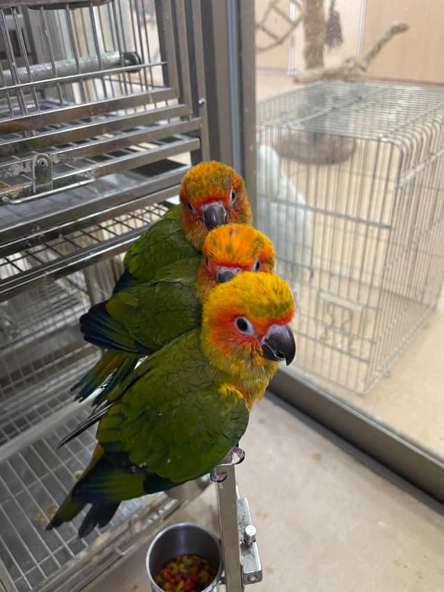 鳥楽園｜鳥の遊び場